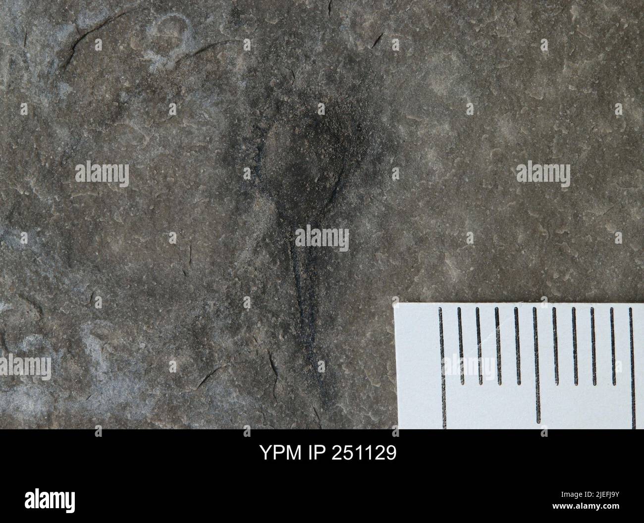 Cooksonia plants hi-res stock photography and images - Alamy