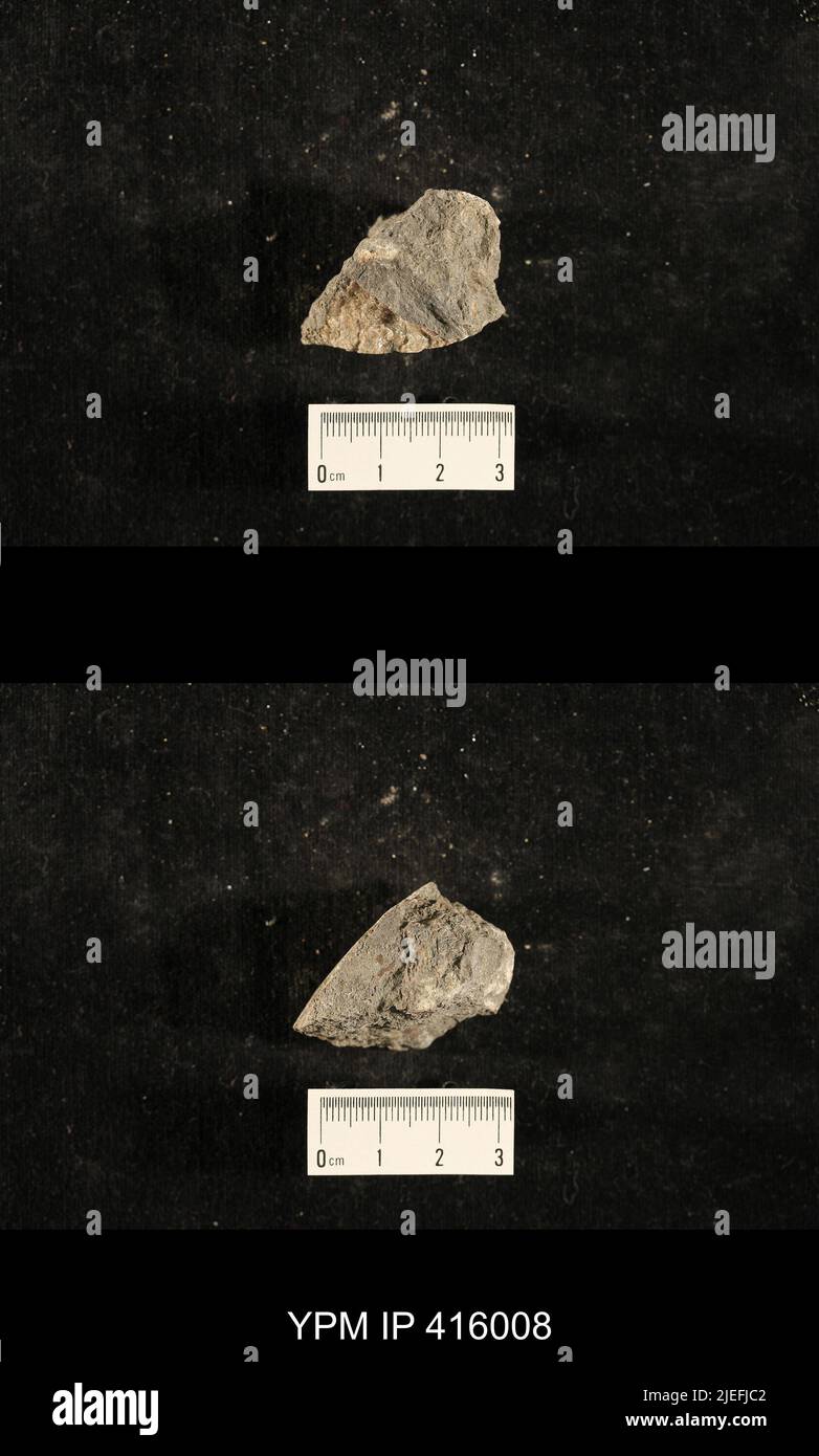 Myalina sp.; fragments of Stock Photo - Alamy