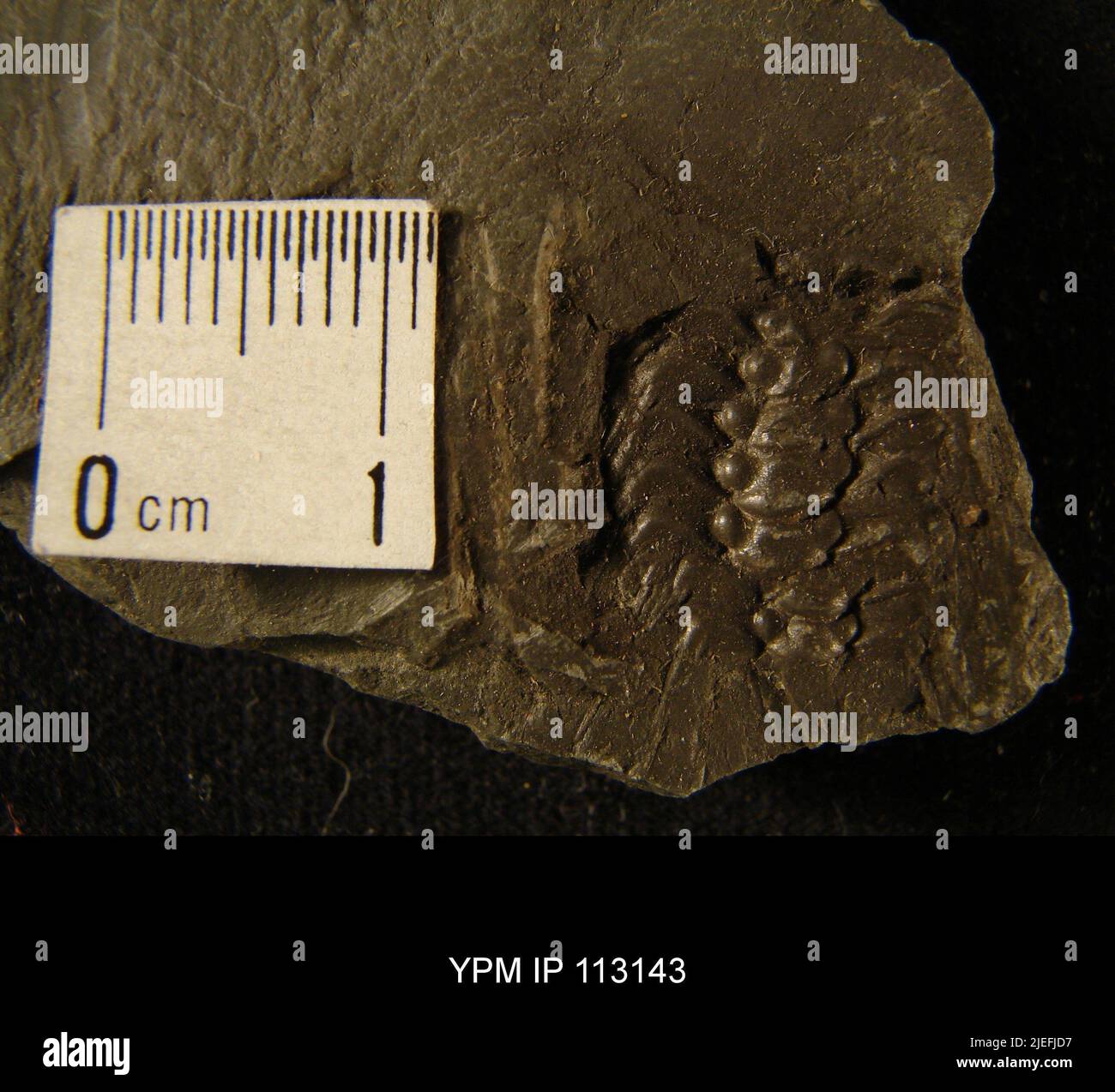 1846 animalia hi-res stock photography and images - Alamy