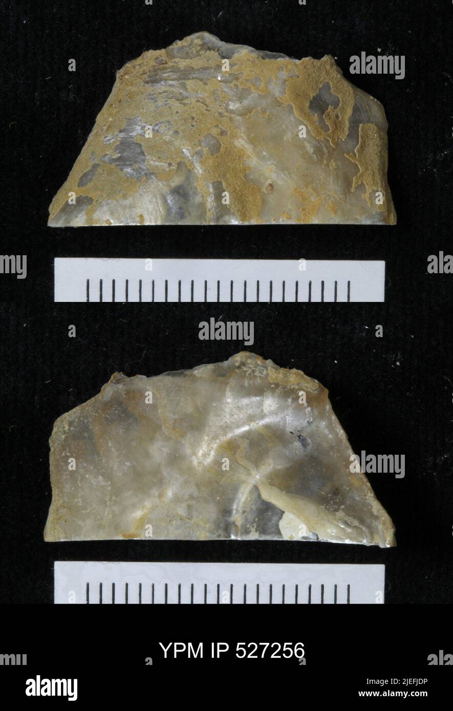 Anomia sp animalia hi-res stock photography and images - Alamy