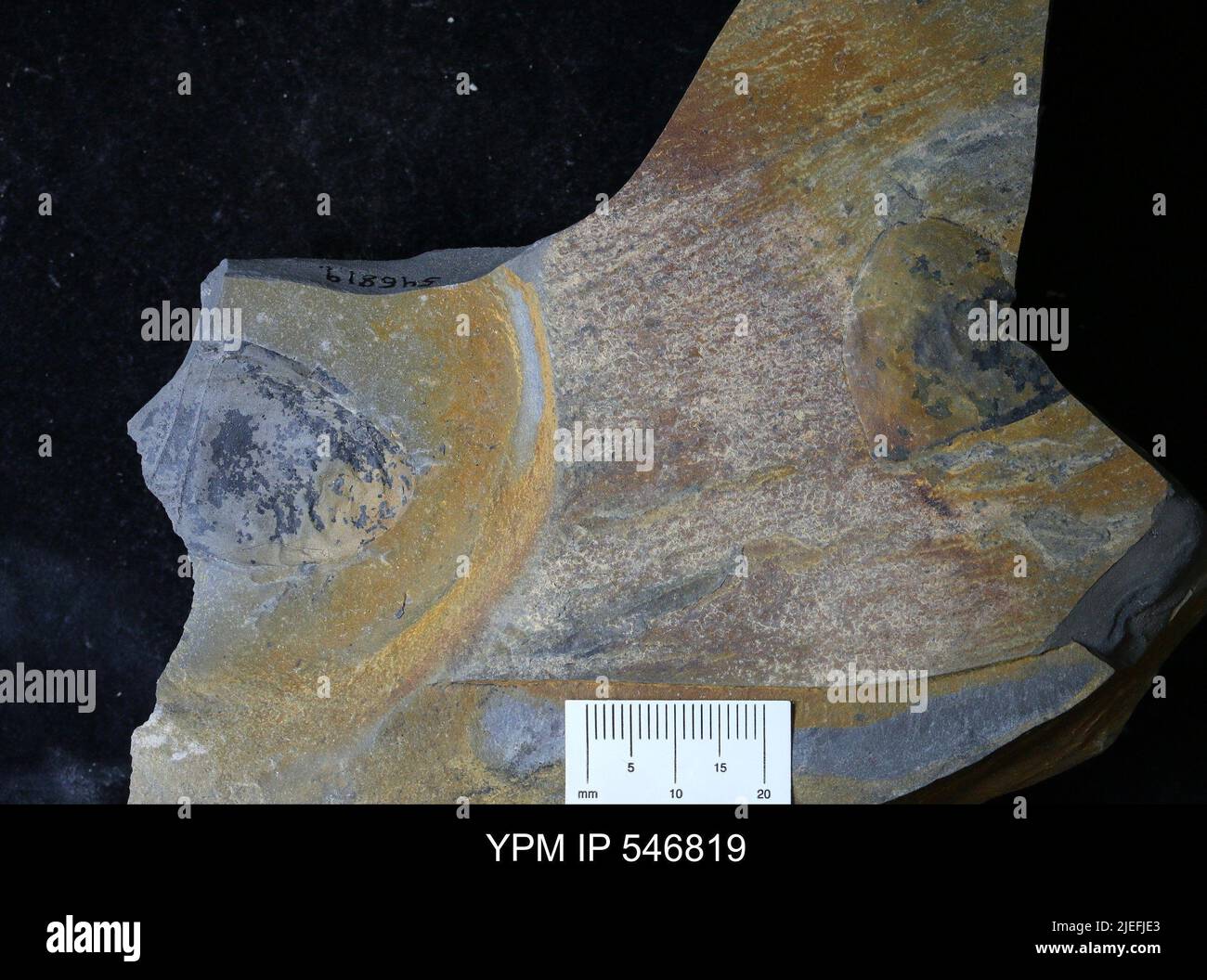 Hughmilleria sp. HYPOTYPE Stock Photo - Alamy