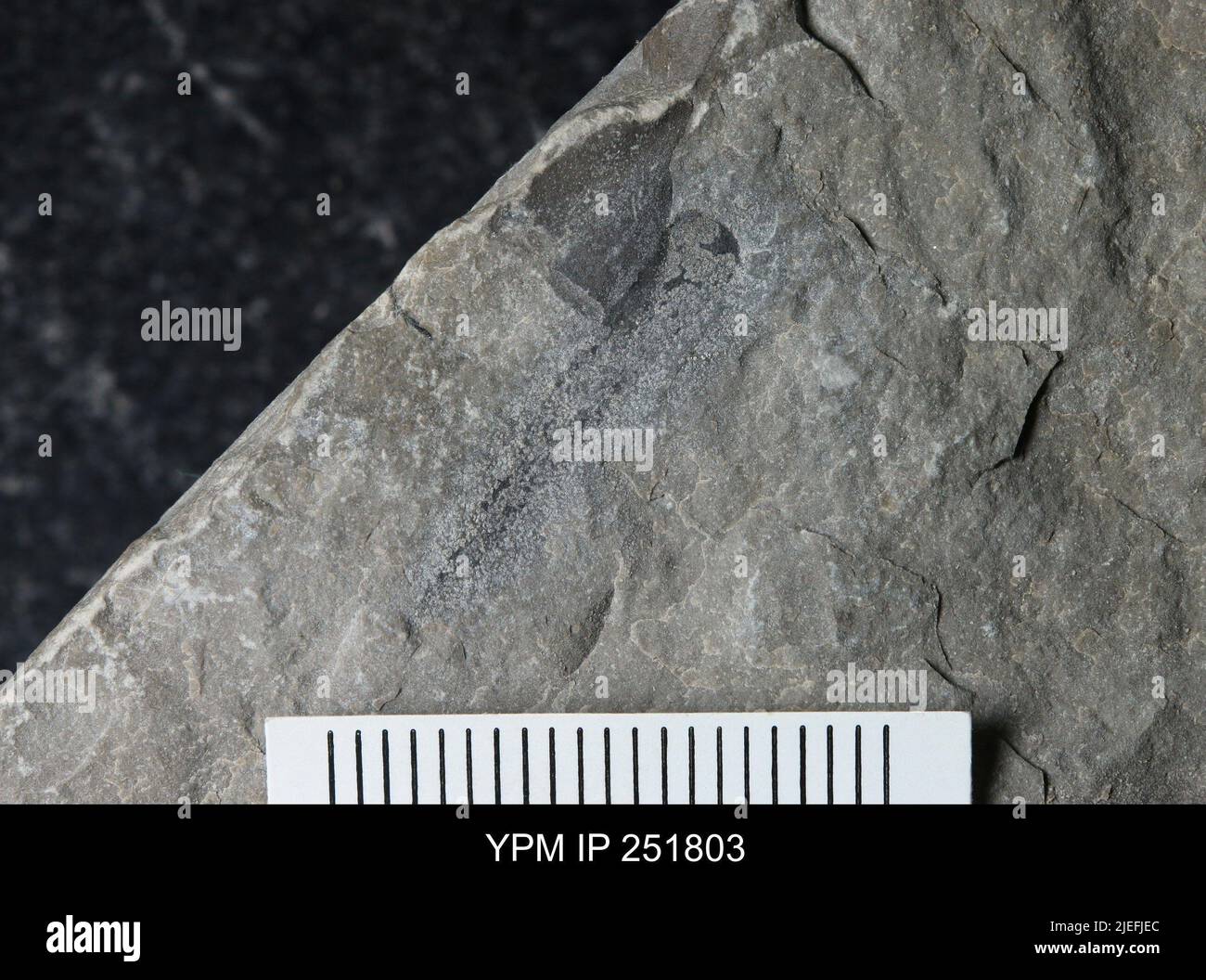 Cooksonia plants hi-res stock photography and images - Alamy