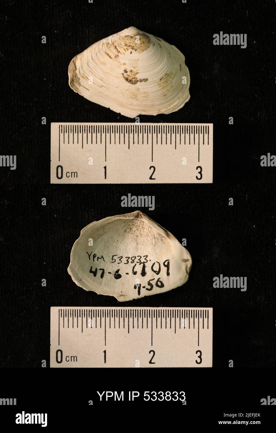 Macoma calcarea gmelin hi-res stock photography and images - Alamy