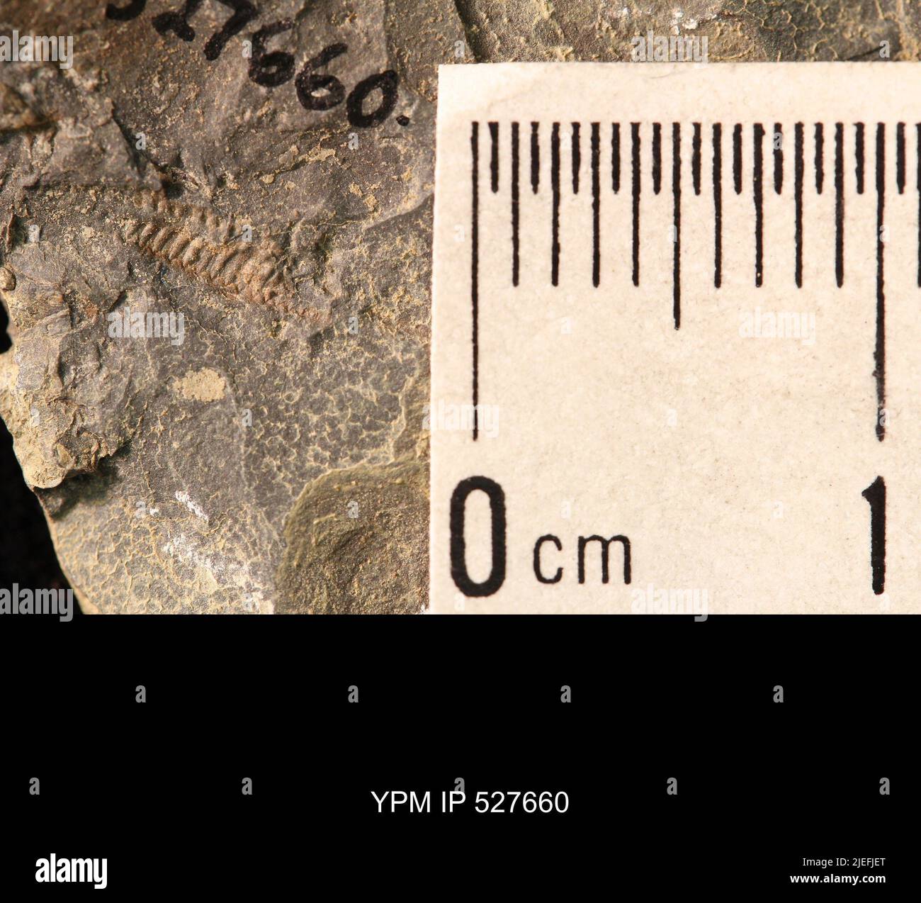 Pentremites sp animalia hi-res stock photography and images - Alamy