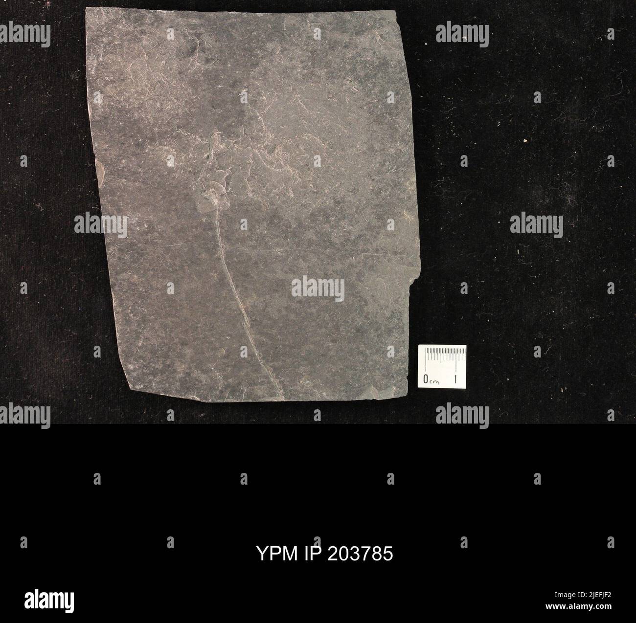 Calycanthocrinus decadactylus Follmann Stock Photo - Alamy