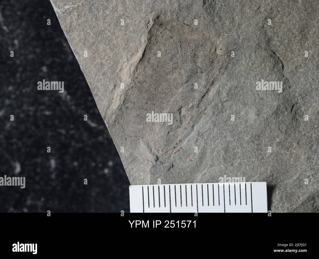 Phyllocarida hi-res stock photography and images - Alamy