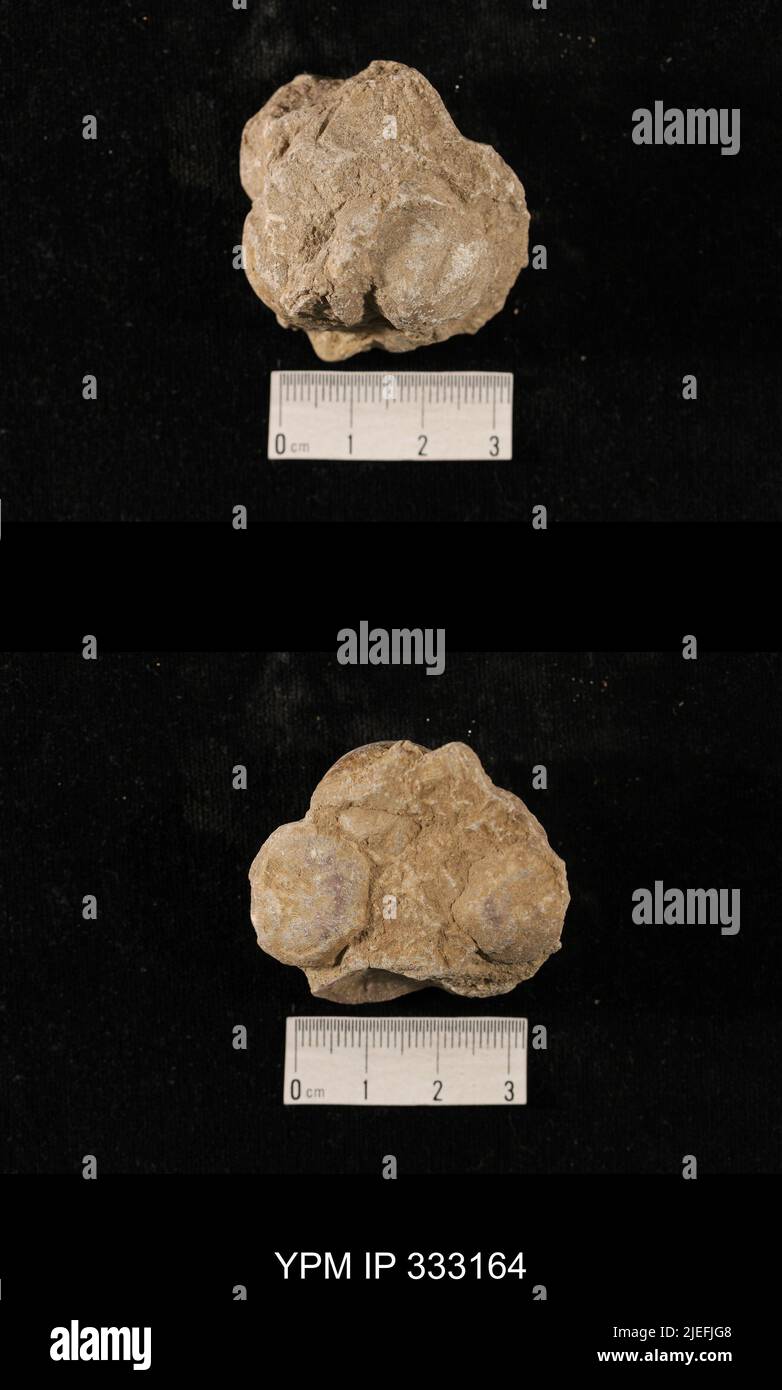Rhipidomella sp. d'Orbigny Stock Photo - Alamy