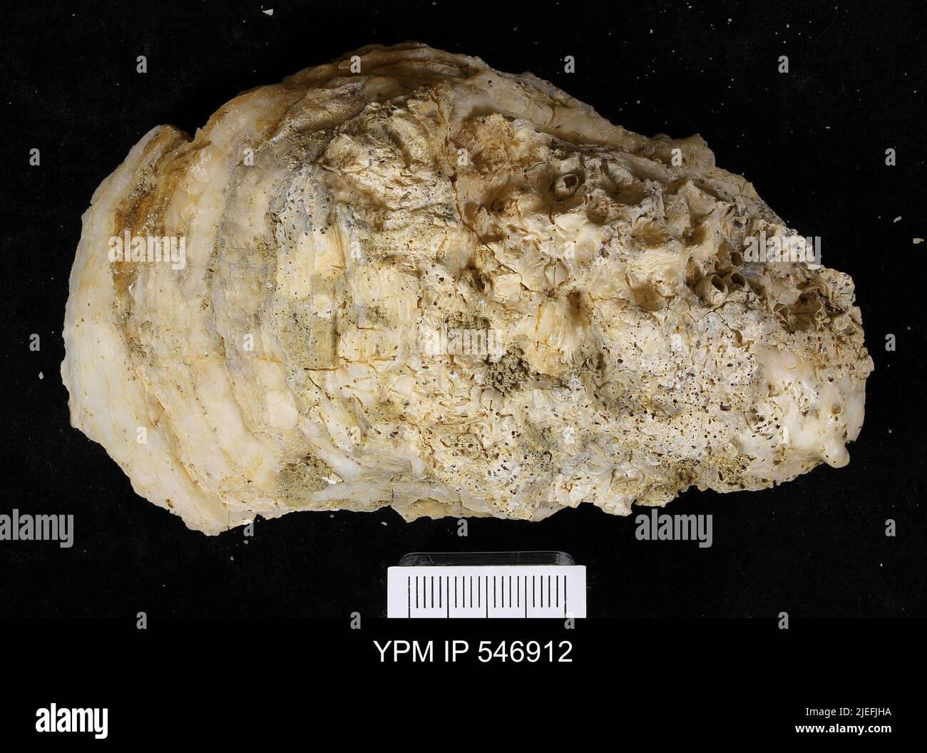 Undet clionidae animalia hi-res stock photography and images - Alamy