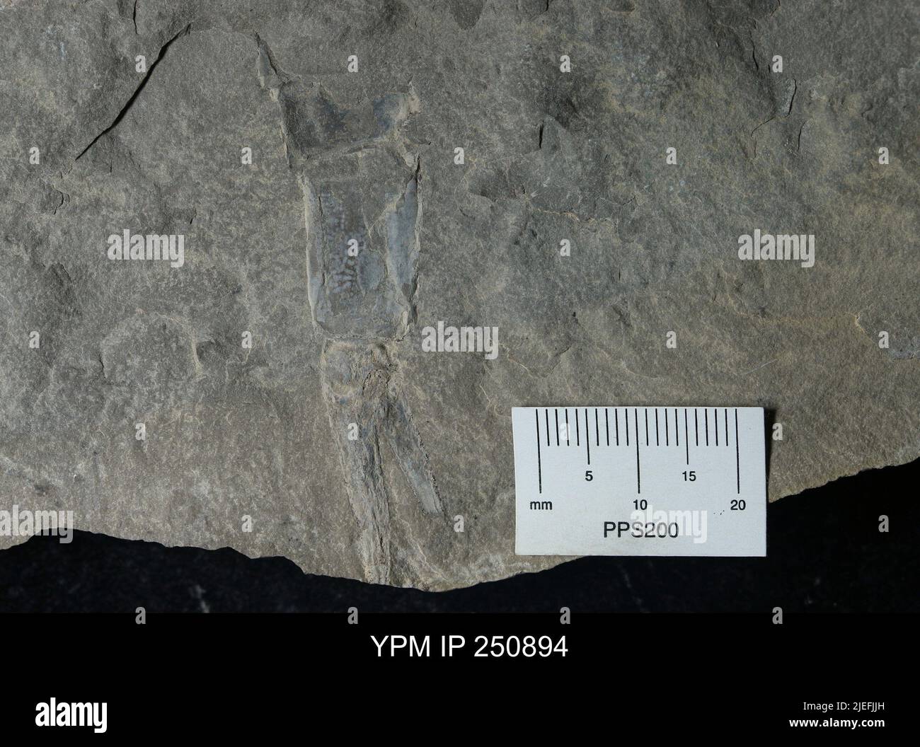 Armored exoskeletons hi-res stock photography and images - Alamy