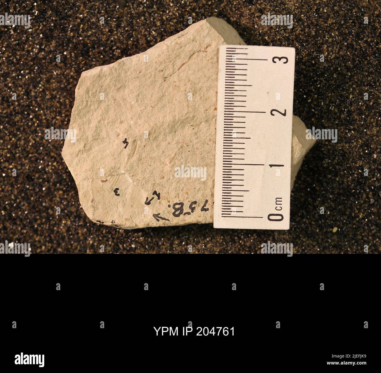 Megasecoptera hi-res stock photography and images - Alamy