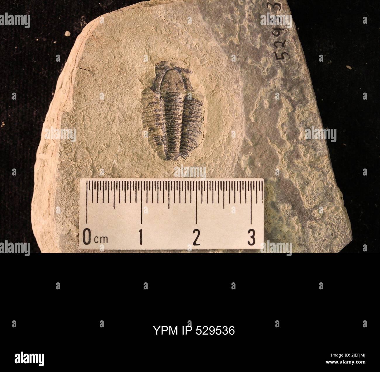 Modocia laevinucha Robison, 1964 Stock Photo - Alamy