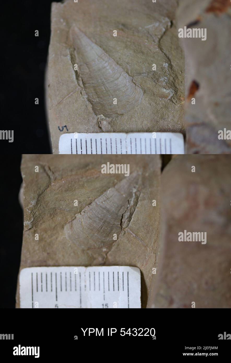 Conularii hi-res stock photography and images - Alamy