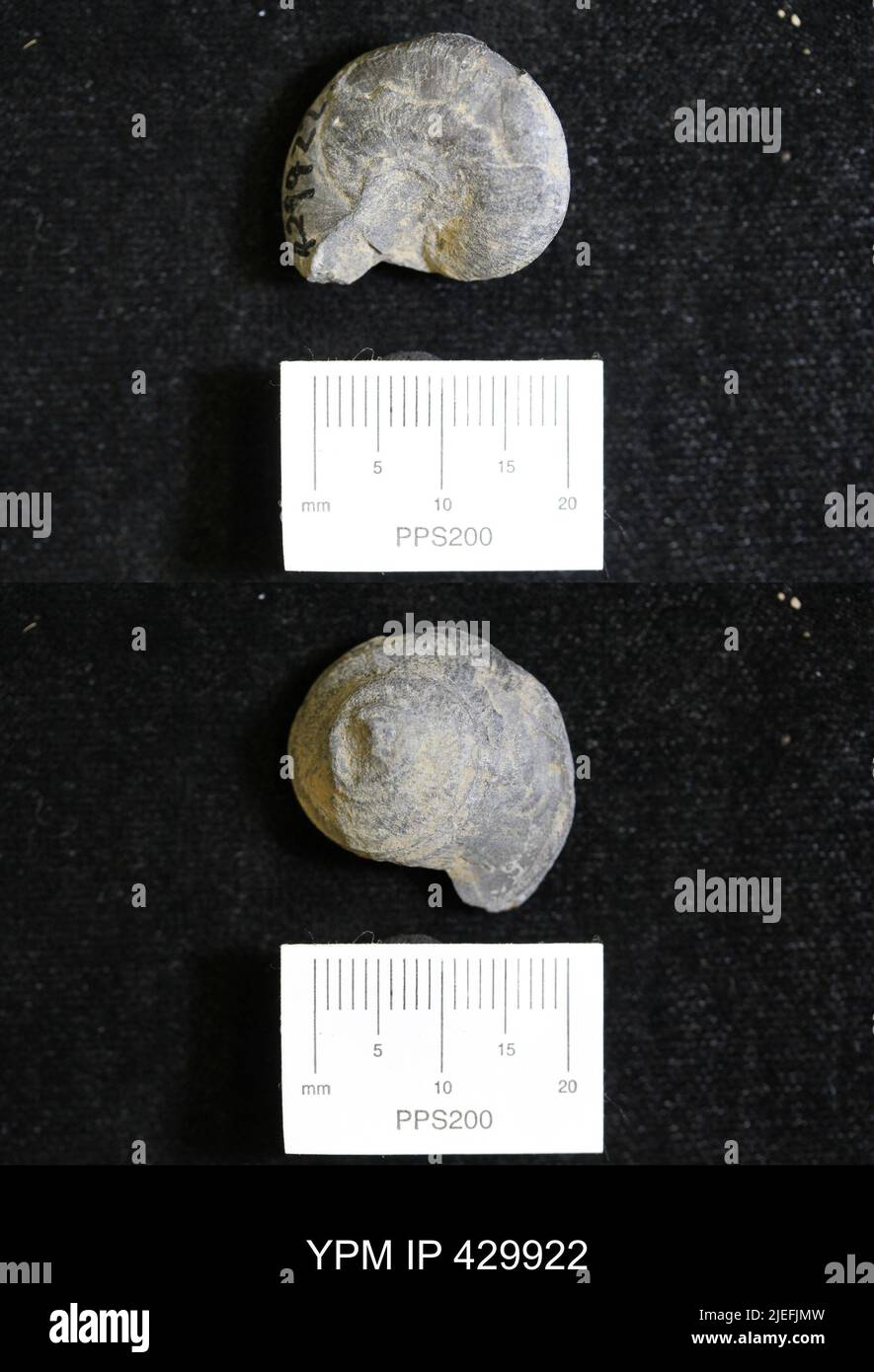 Trepospira rotalia animalia hi-res stock photography and images - Alamy