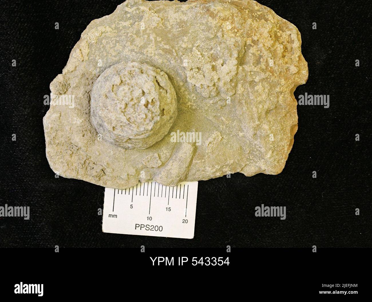 Bergaueria sp ichnofossil hi-res stock photography and images - Alamy