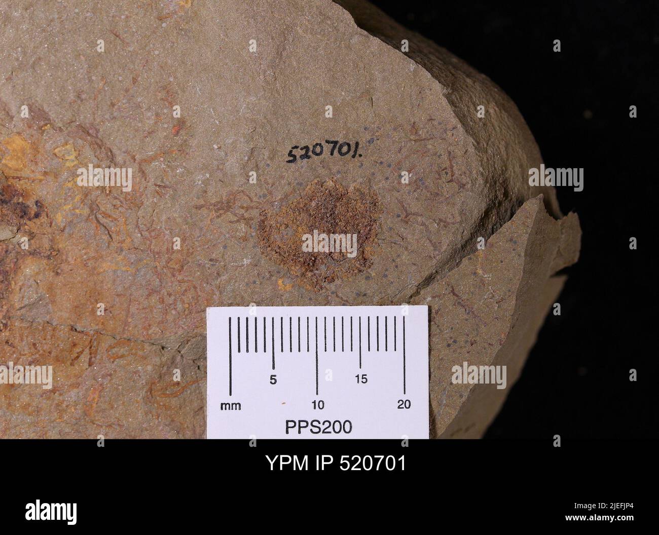 Asterozoa echinoderm hi-res stock photography and images - Alamy