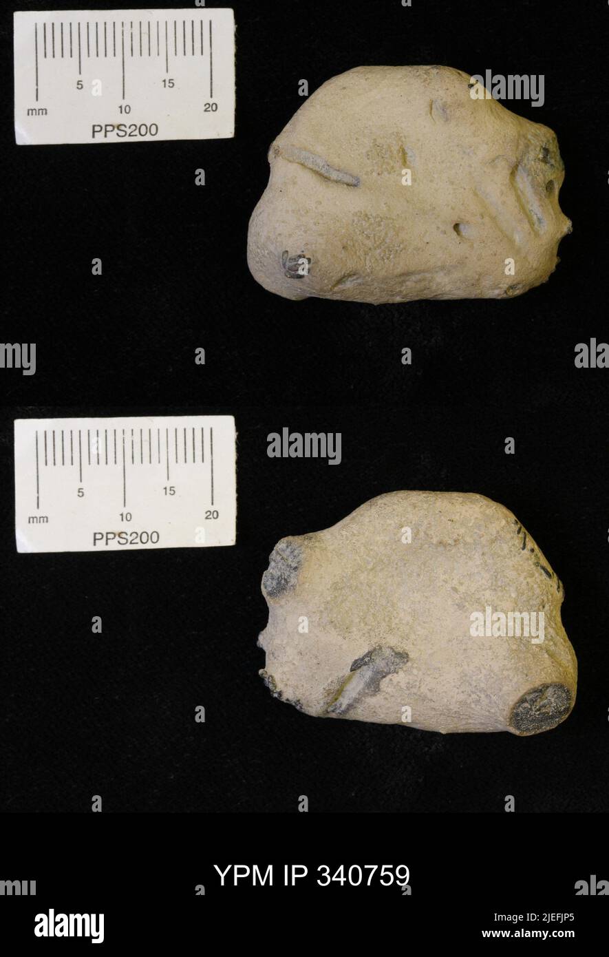 Fossilized burrows hi-res stock photography and images - Alamy