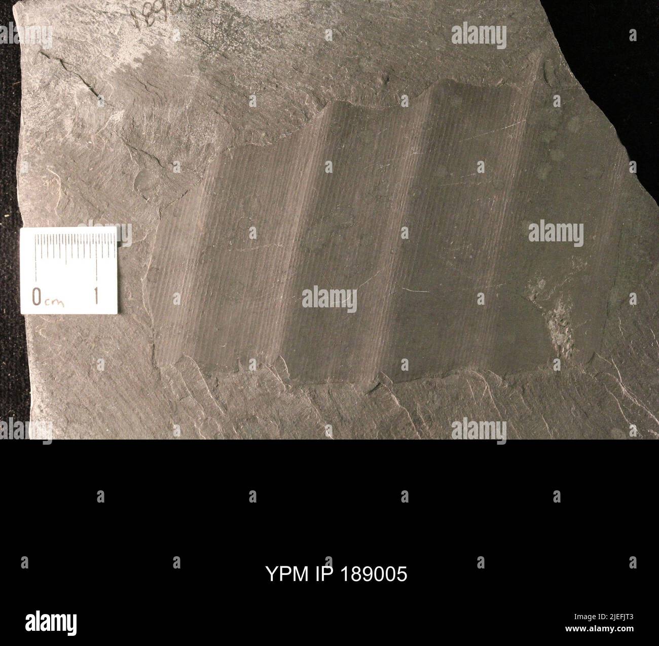 Kionoceras sp hi-res stock photography and images - Alamy