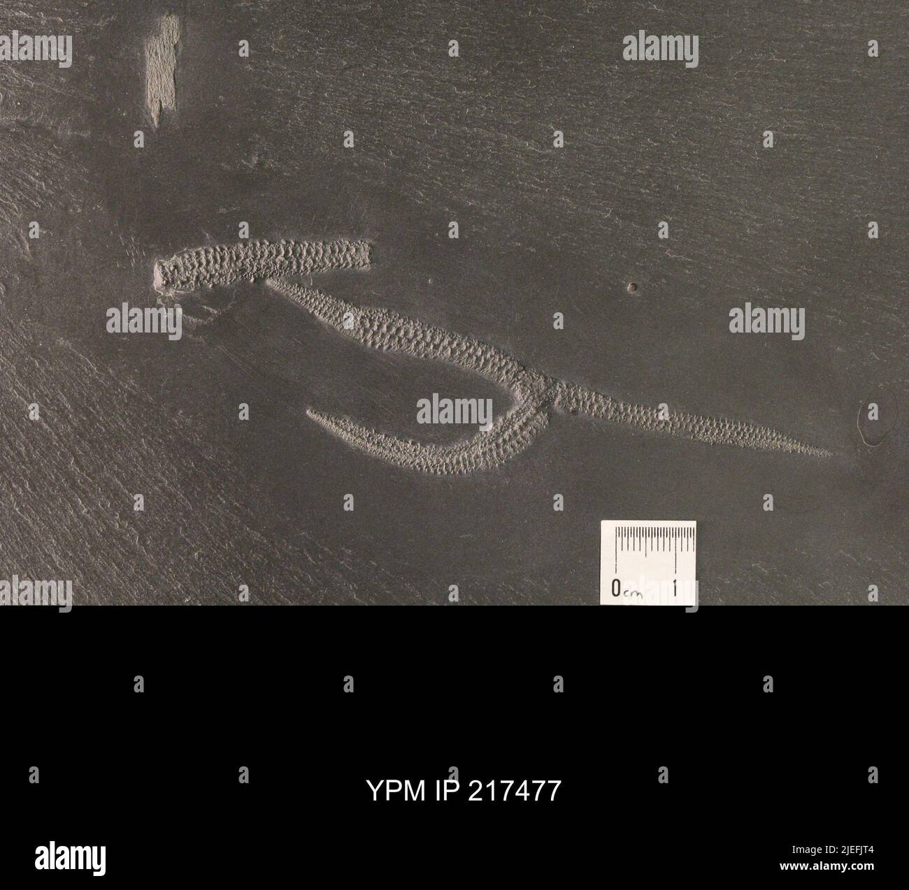 1957 animalia hi-res stock photography and images - Alamy