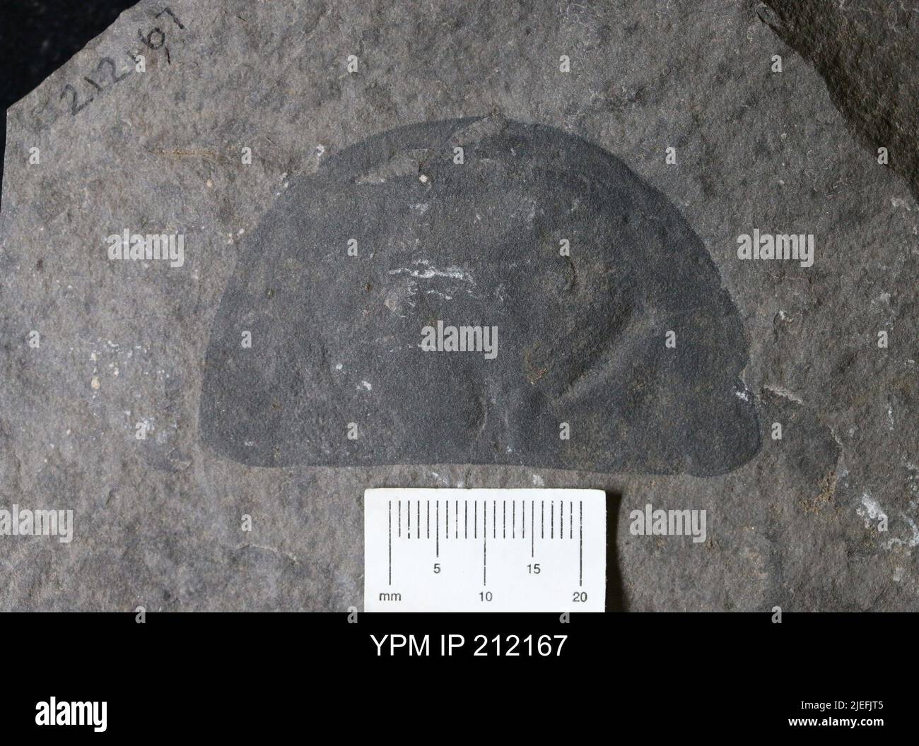 Erieopterus microphthalmus microphthalmus hall animalia hi-res stock ...