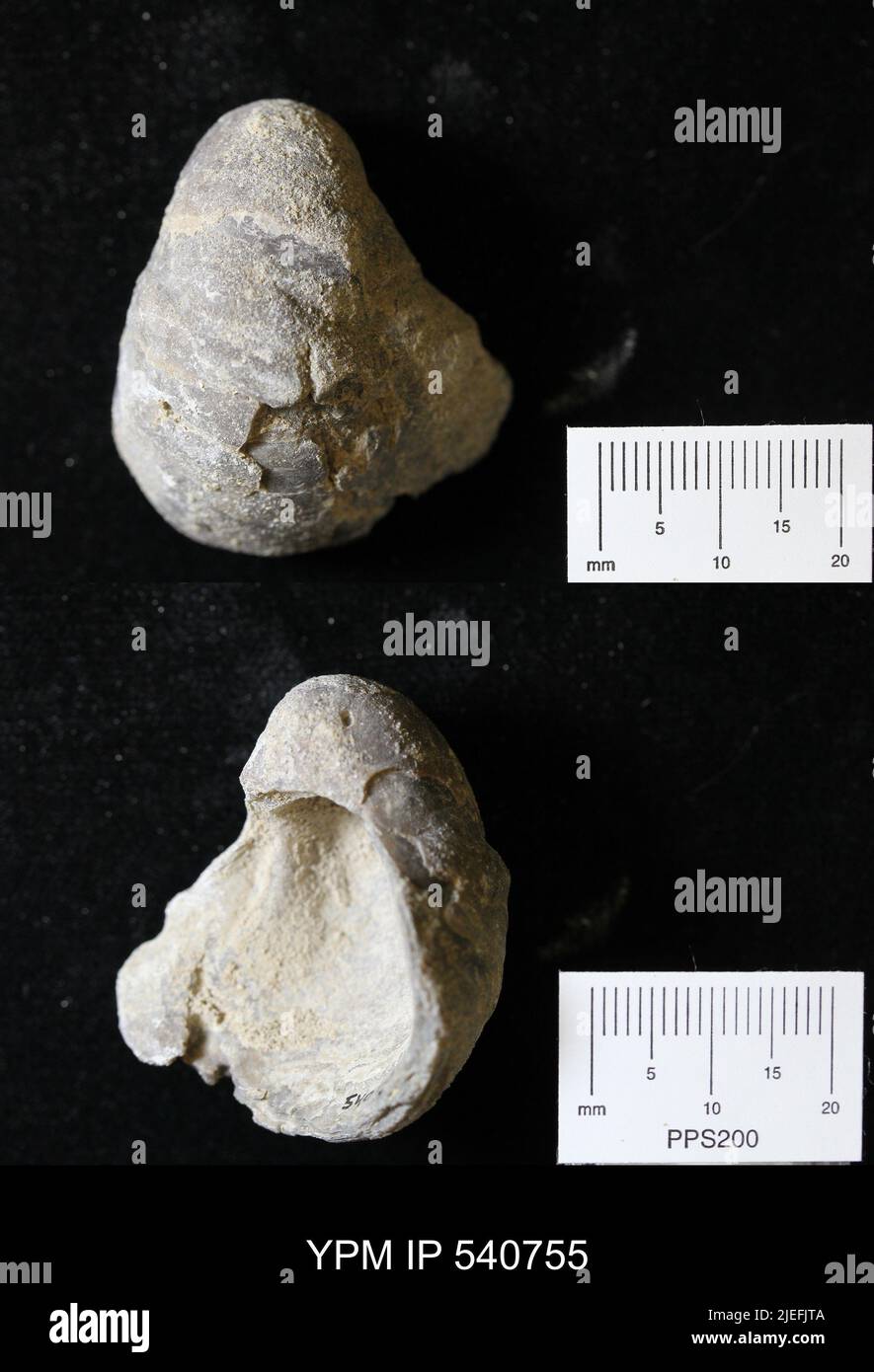 Gryphaea hi-res stock photography and images - Alamy