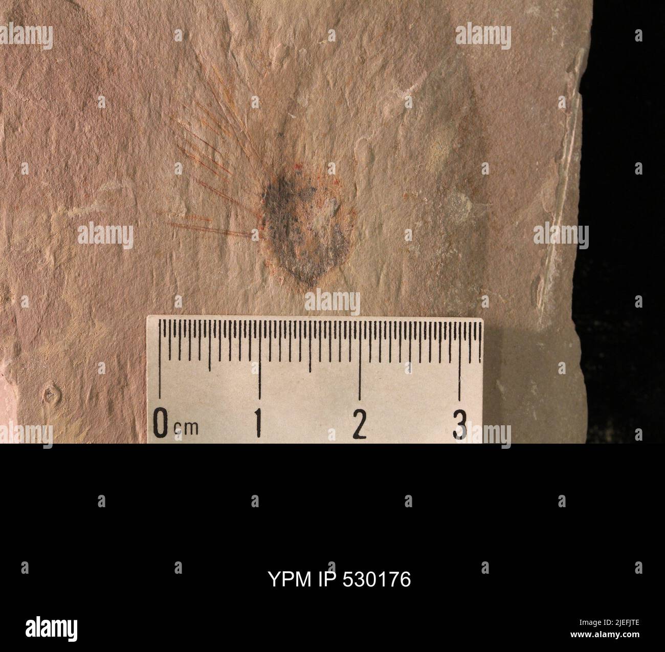 Gogia sp animalia hi-res stock photography and images - Alamy