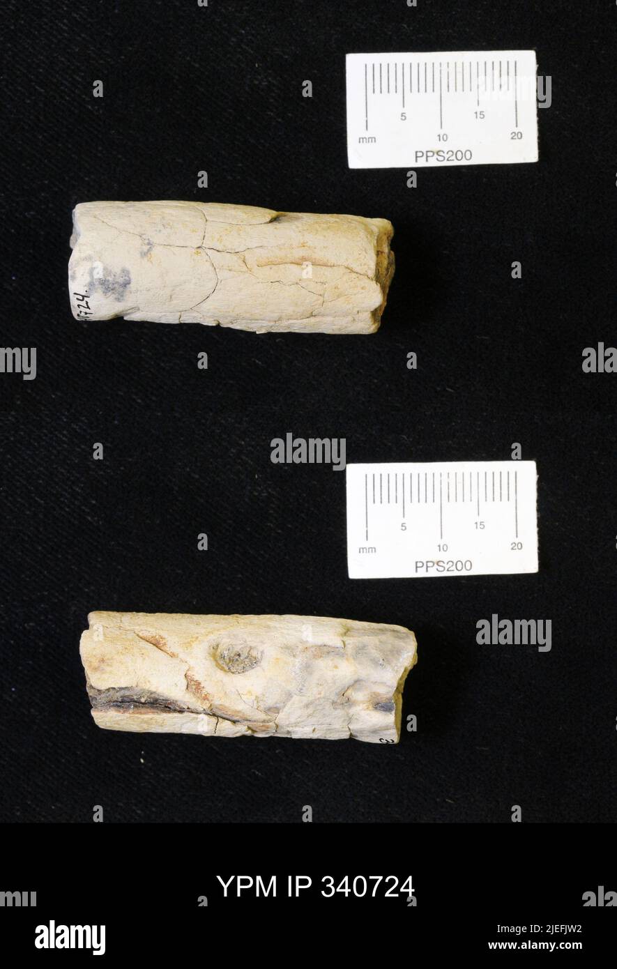 Ichnofossil invertebrate hi-res stock photography and images - Alamy