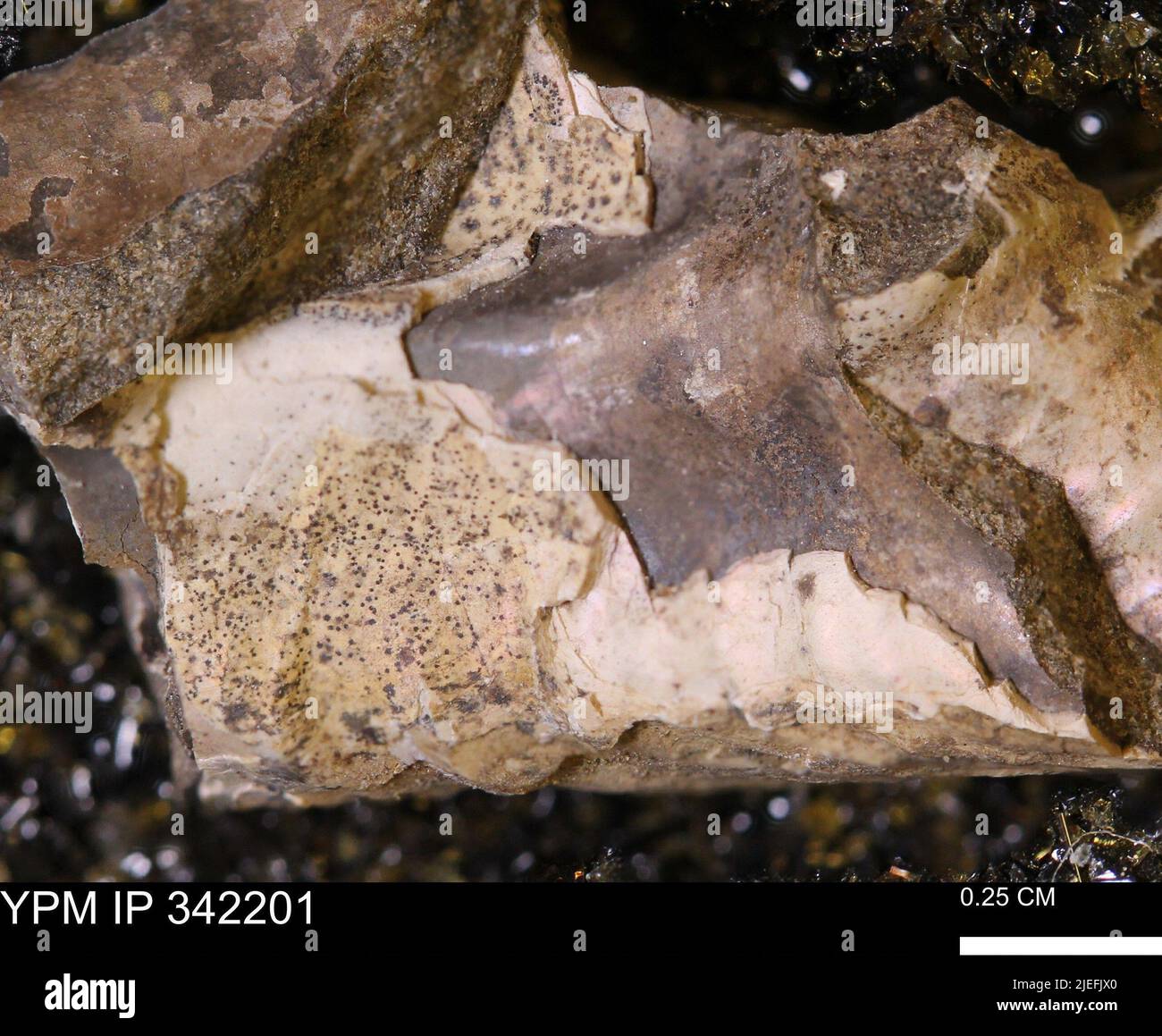 Baculites sp animalia hi-res stock photography and images - Alamy