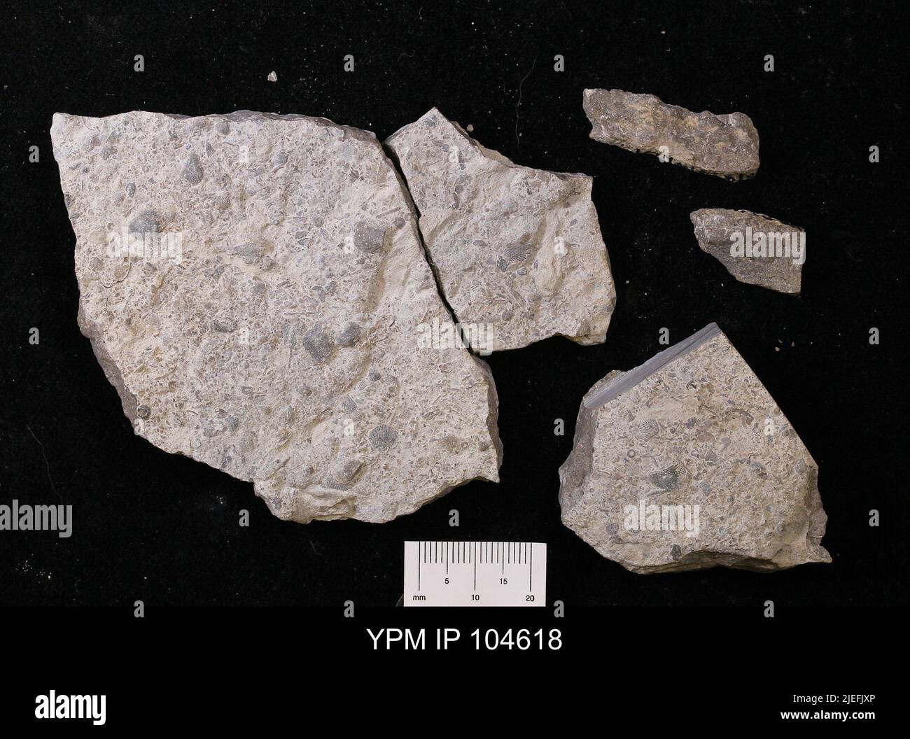 Nematopora lineata animalia hi-res stock photography and images - Alamy