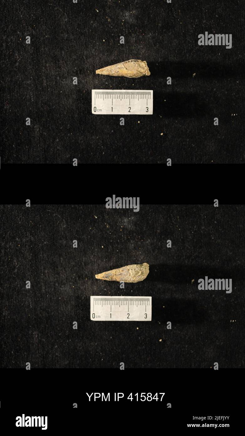 Conularia crustula white hi-res stock photography and images - Alamy