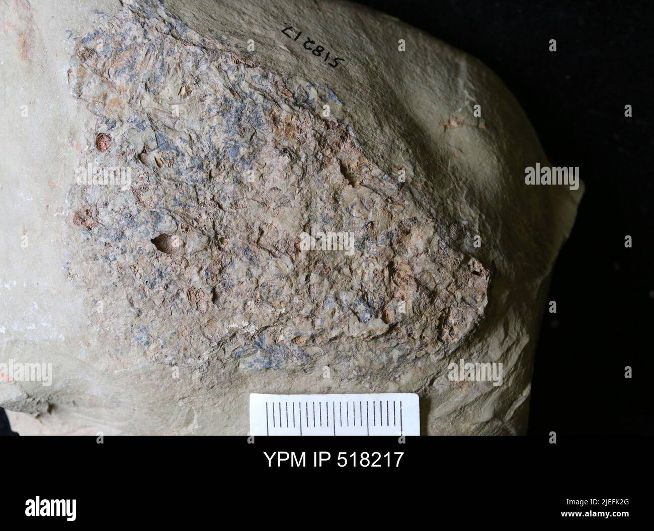 Eocrinoid hi-res stock photography and images - Alamy