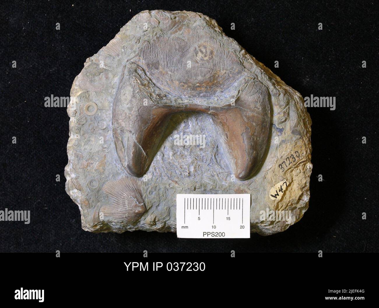 Asaphus hi-res stock photography and images - Alamy