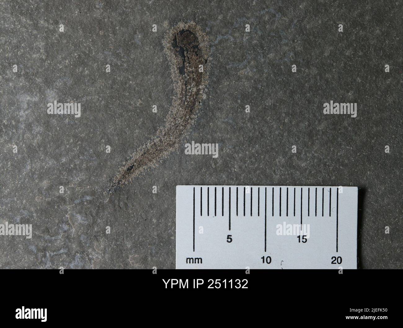 Cooksonia plants hi-res stock photography and images - Alamy