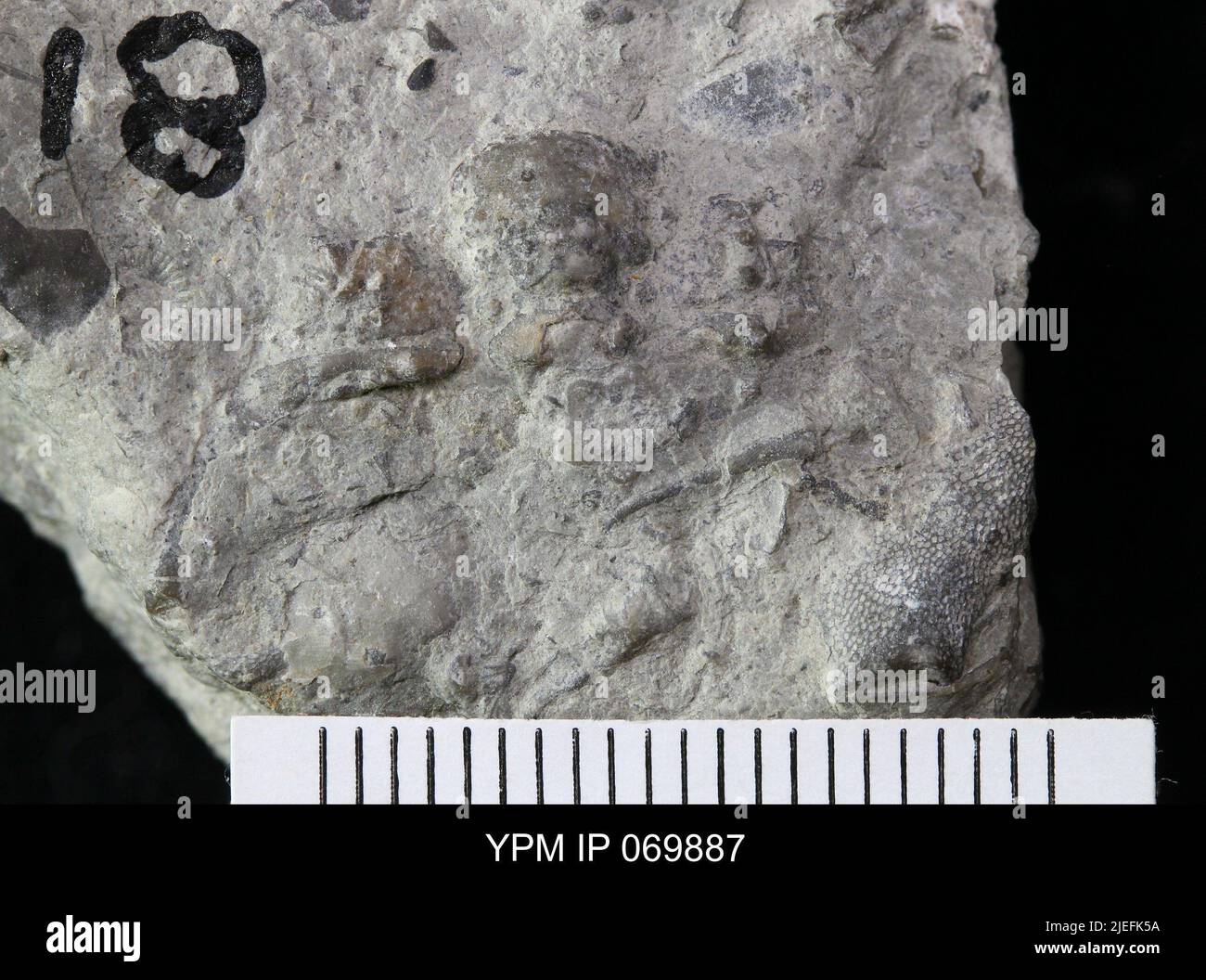 Numitor hi-res stock photography and images - Alamy