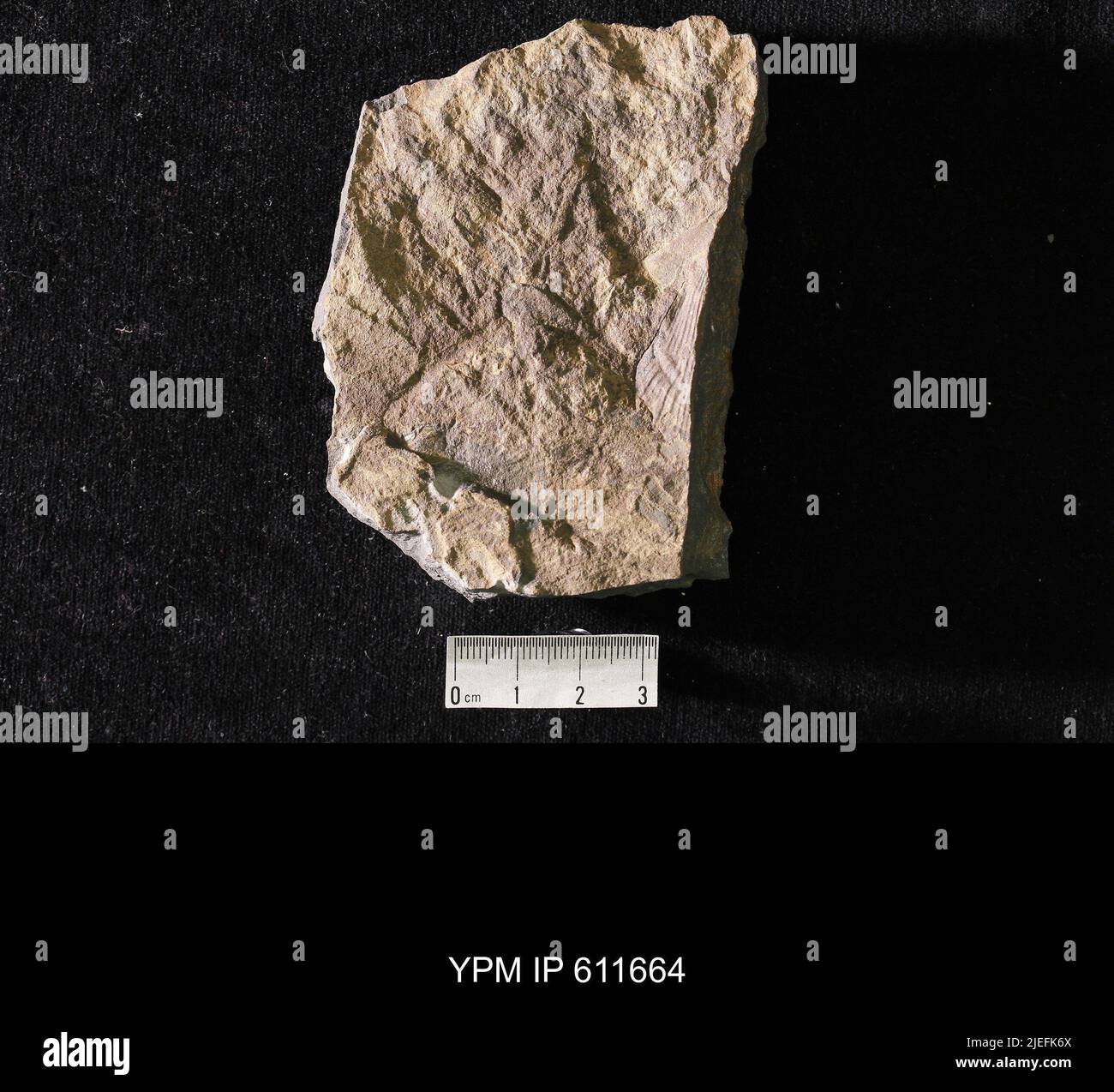 Aviculopecten princeps Conrad Stock Photo - Alamy