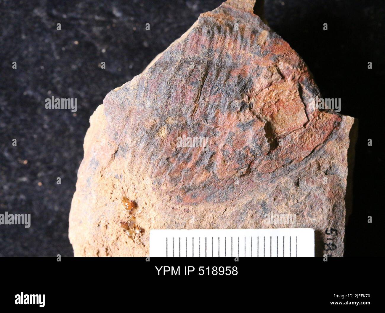 Asaphidae hi-res stock photography and images - Alamy