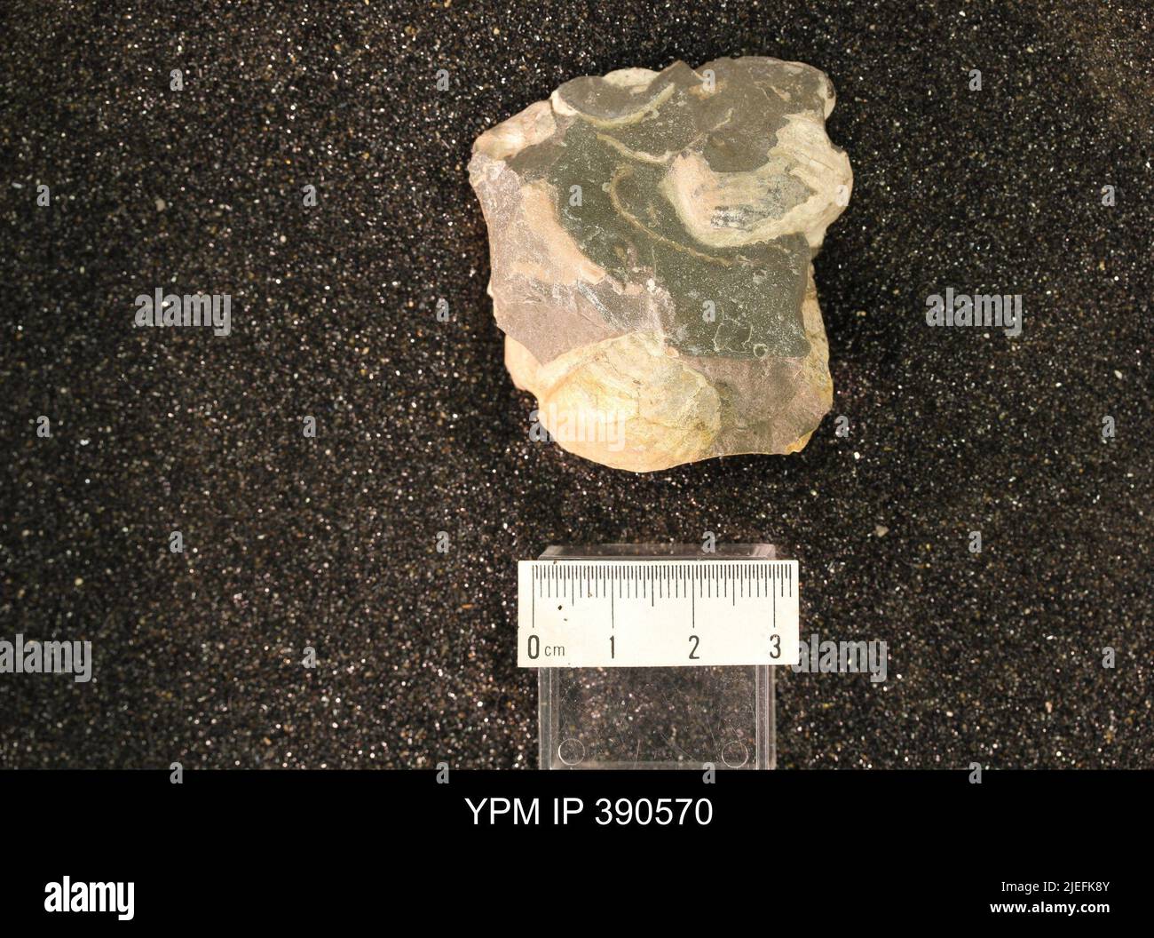 Inoceramus proximus tuomes animalia hi-res stock photography and images ...