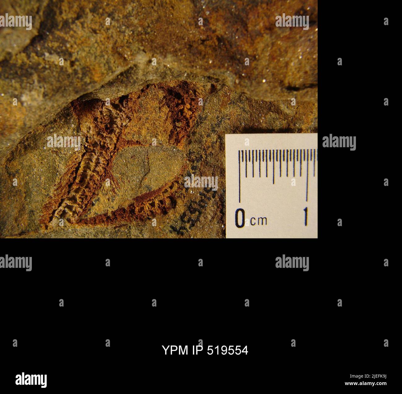 Echinoderms anatomy hi-res stock photography and images - Alamy