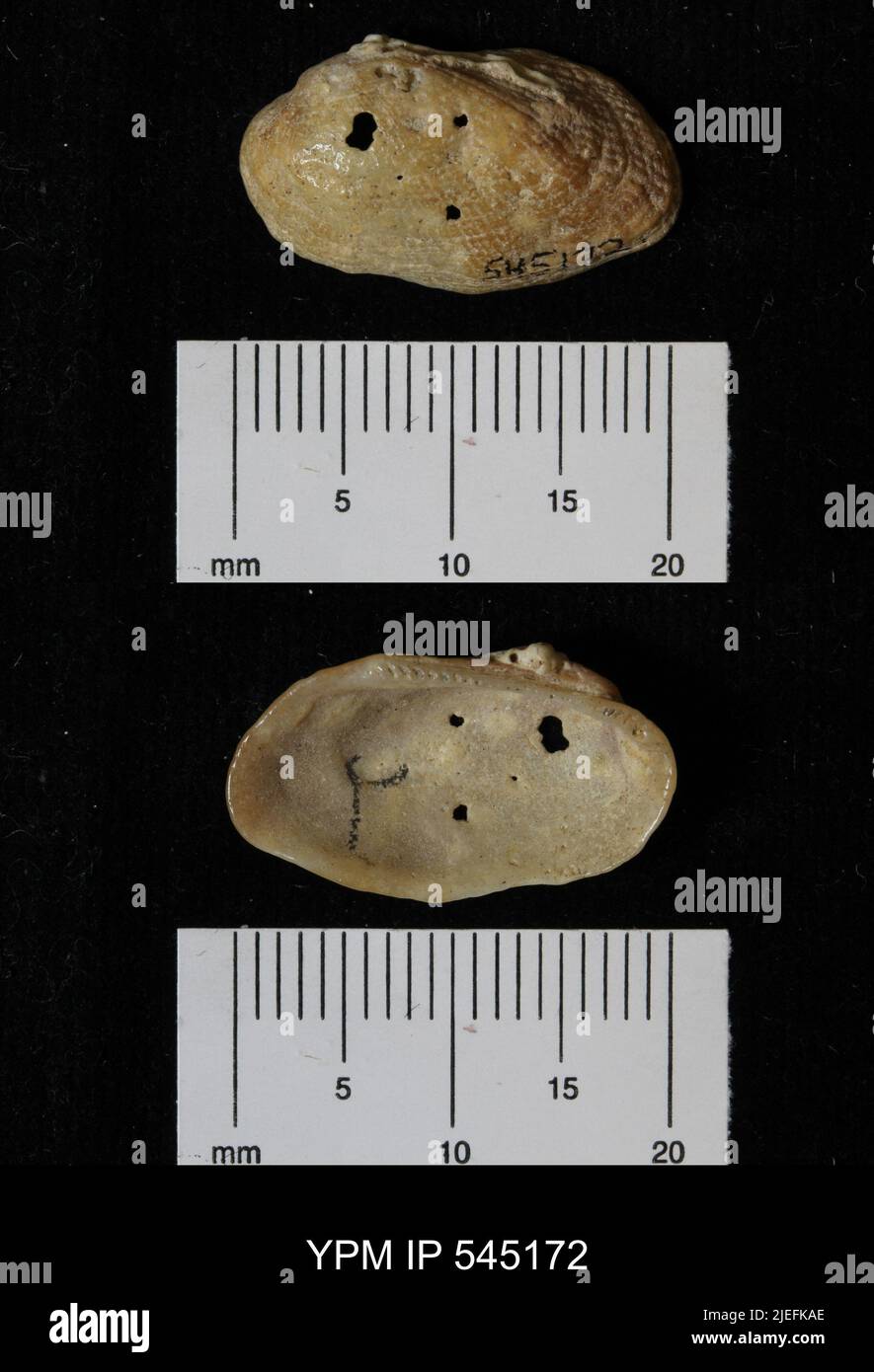 Arca sp animalia hi-res stock photography and images - Alamy