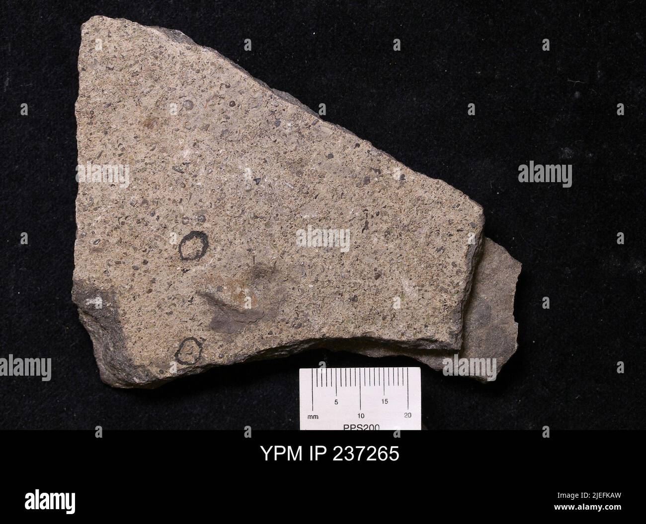 Conodonta conodonts hi-res stock photography and images - Alamy