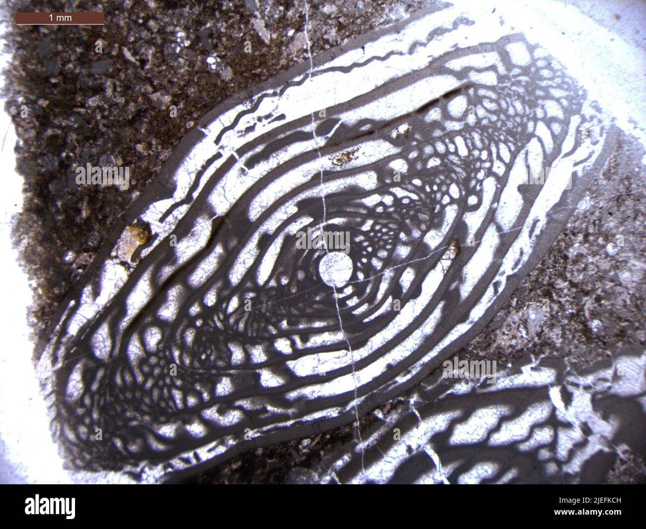 Triticites creekensis thompson hi-res stock photography and images - Alamy