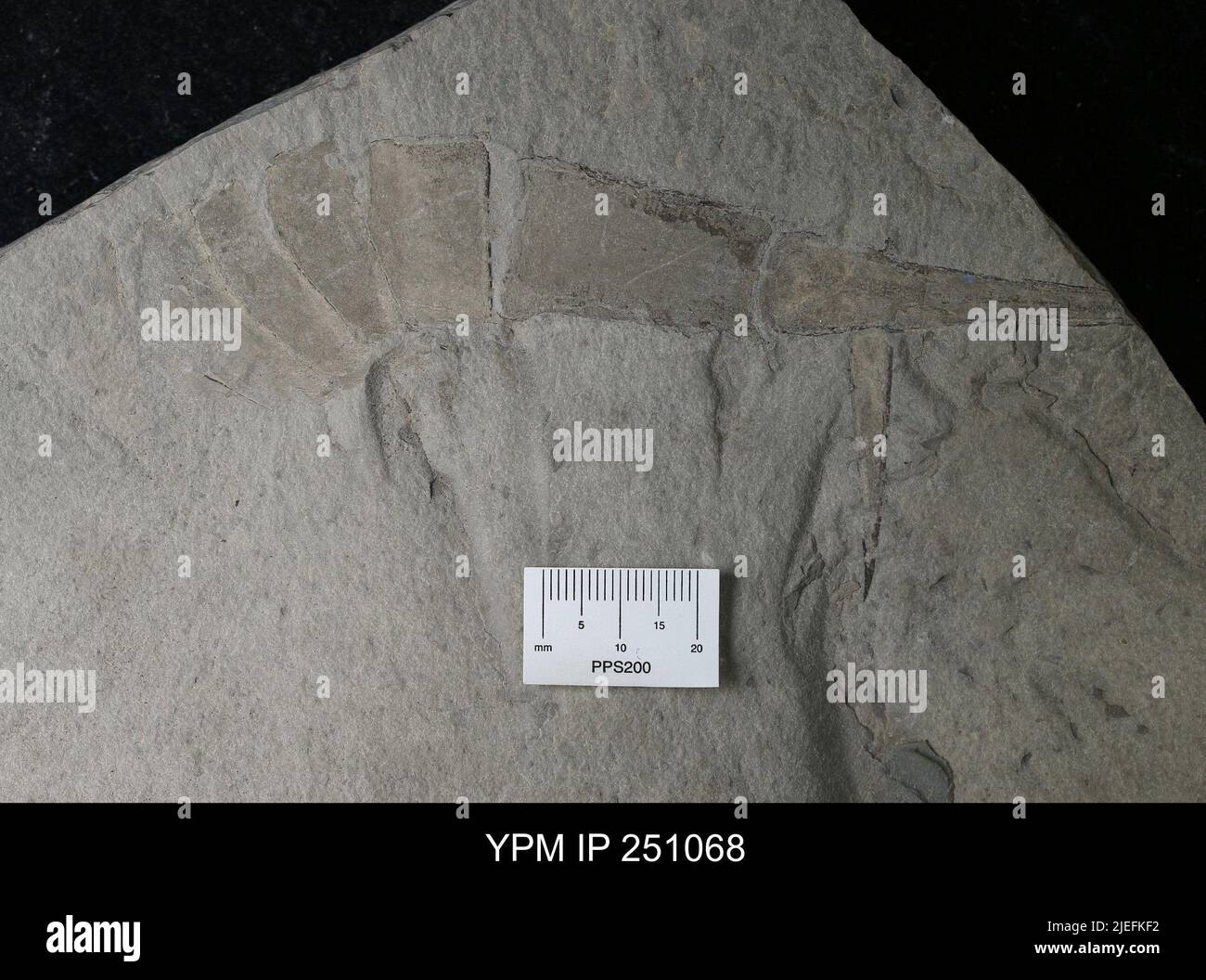 Phyllocarida hi-res stock photography and images - Alamy