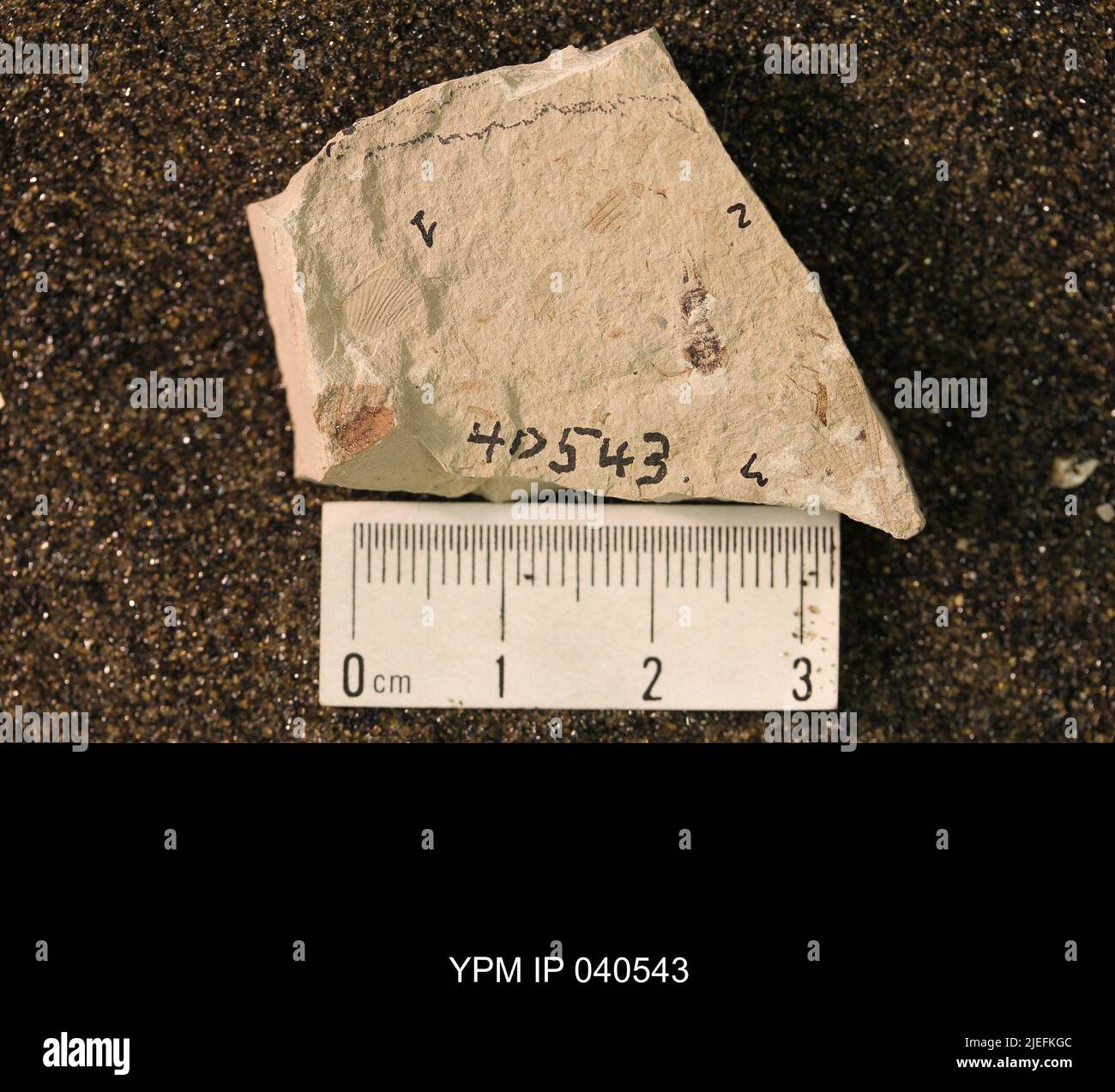 Undet blattaria hi-res stock photography and images - Alamy