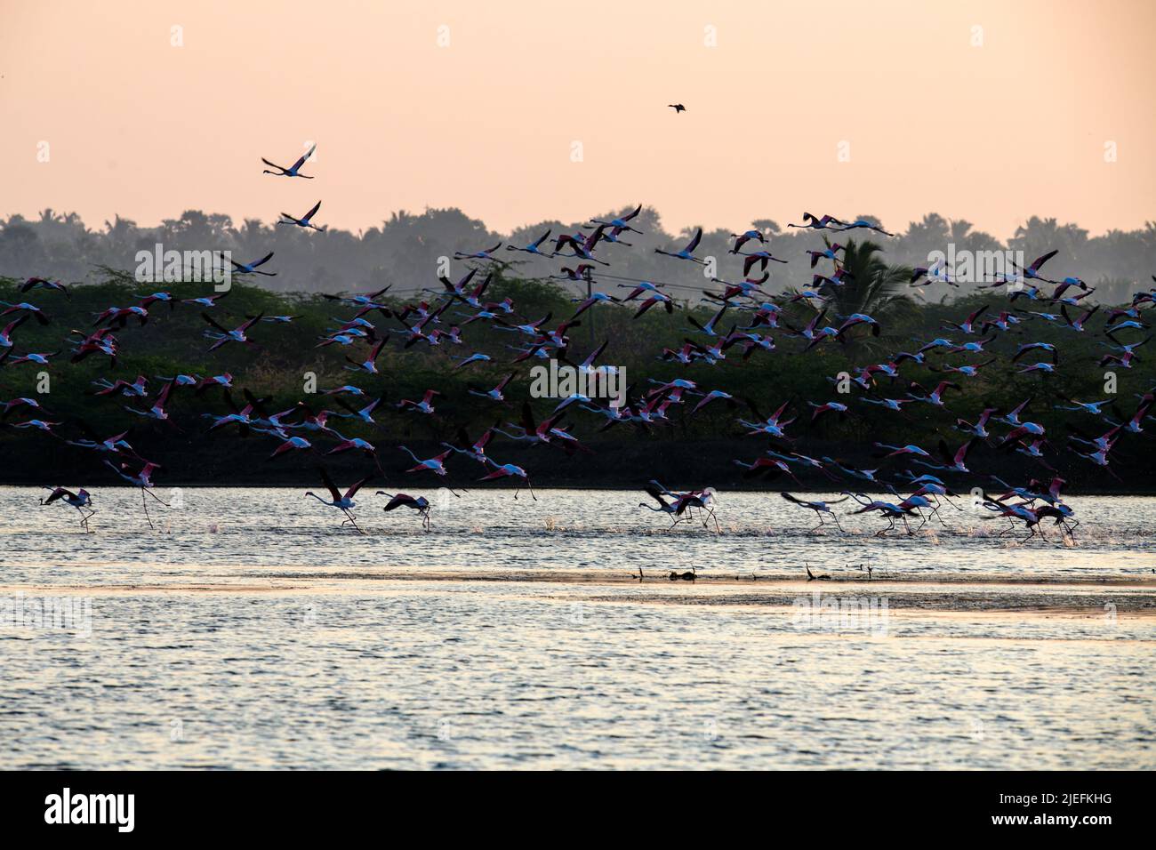 Frivolous bird hi-res stock photography and images - Alamy