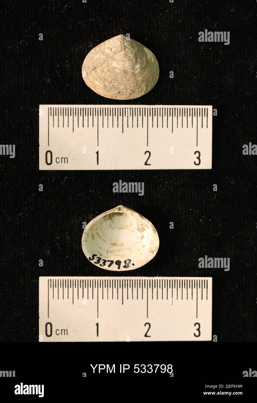 Macoma groenlandica beck hi-res stock photography and images - Alamy