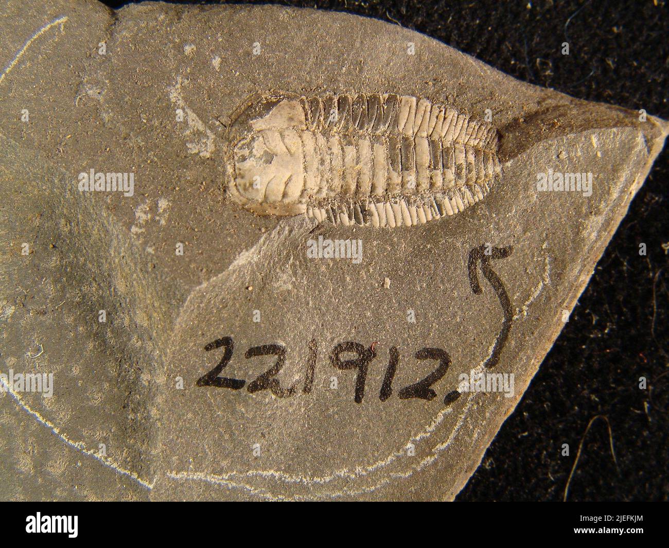 Trilobite triarthrus hi-res stock photography and images - Alamy