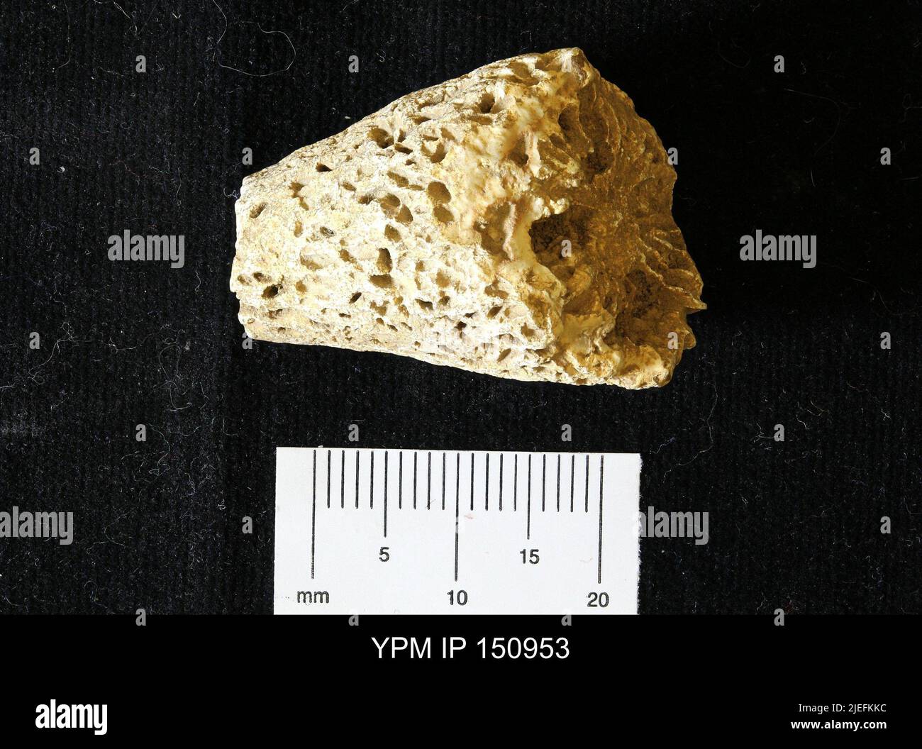 cf. Zapfella pattei; barnacle borings, on rugose coral Stock Photo - Alamy