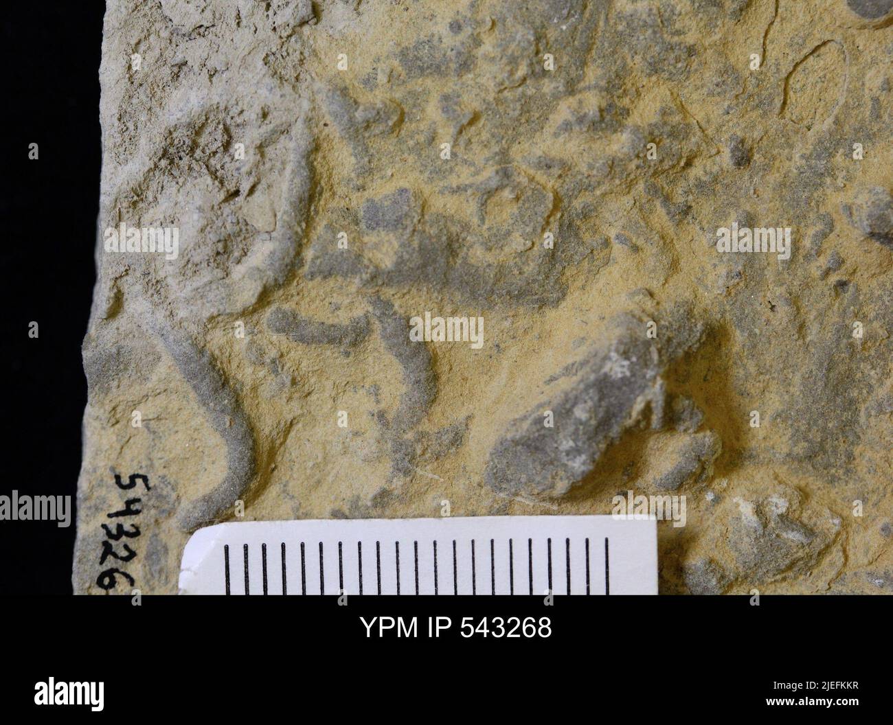 Planolites sp ichnofossil hi-res stock photography and images - Alamy