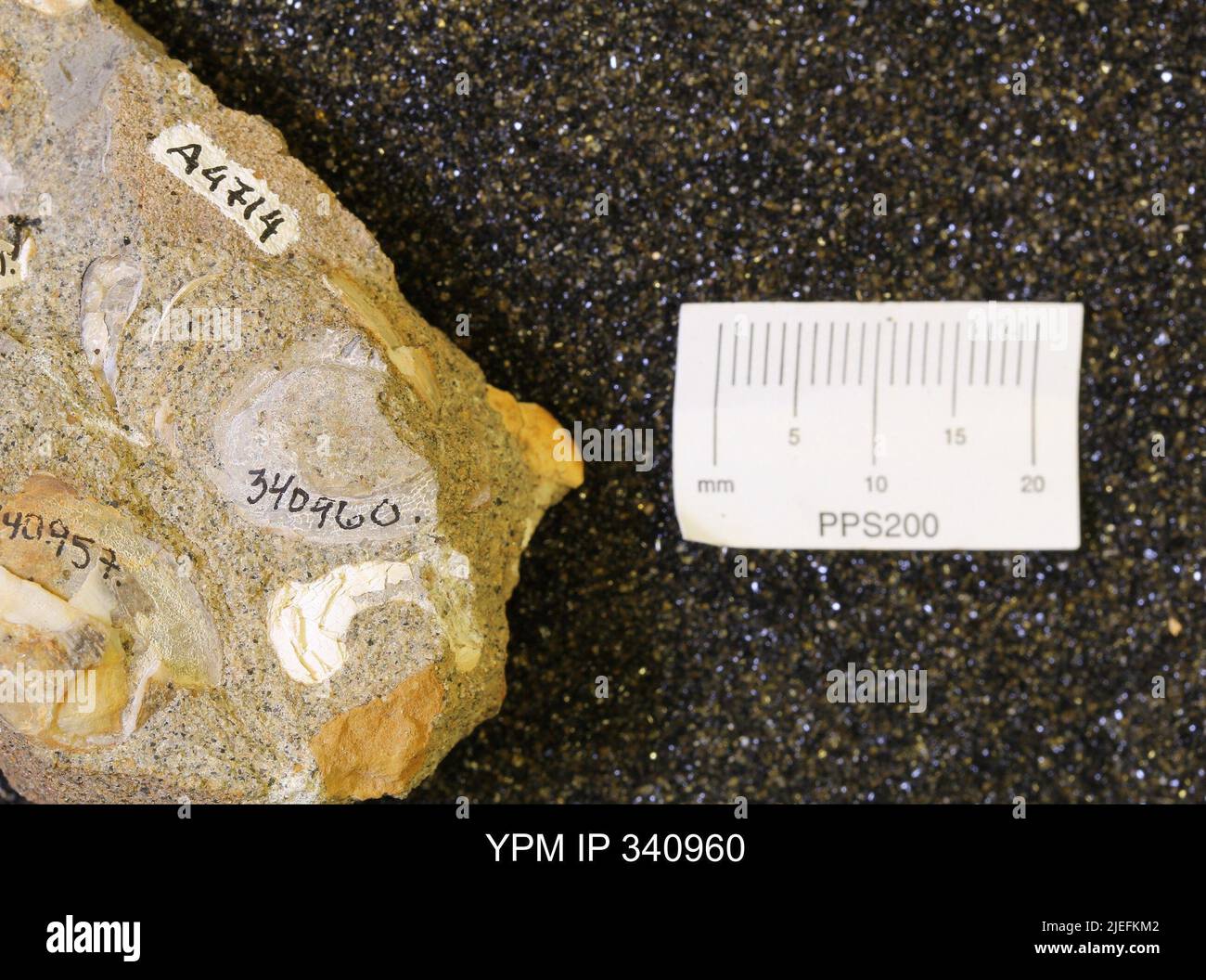 Corbicula sp hi-res stock photography and images - Alamy