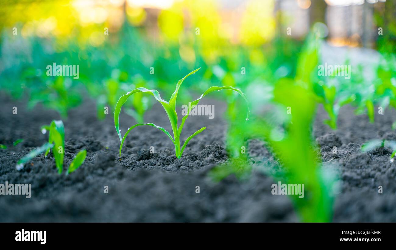 Young green corn in drops of water grows close-up on a garden bed. Corn ...