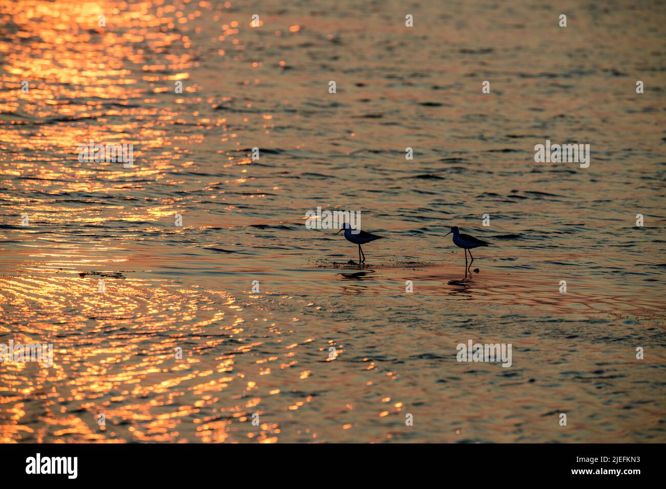 beautiful shots of wetland birds in natural habitat standing in water ...